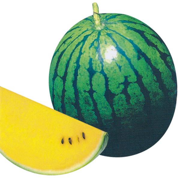 ●商品情報：うまく作れば1株から15〜20果と着果数の多い超豊産性スイカ！　果皮が薄く食味もよい小玉スイカです。●果重（約）：2kg（小玉）●糖度（約）：12度●お届け状態：種子●入り数：8粒●発芽適温：25〜30℃※発芽させるには播種床を...