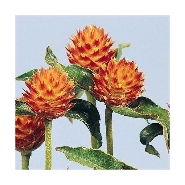 ●商品情報：挿し色に最適！   ●分類：1年草   ●花期：6〜10月   ●草丈：60〜80ｃｍ   ●備考・ご注意：※種子の粒数はおおよその目安を記載しております。実際の粒数とは多少差異がありますのでご了承下さい。また、粒の形状・大きさ...