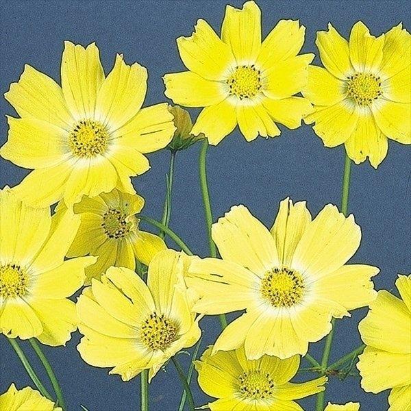 ●商品情報：コスモスでは珍しいイエロー   ●分類：１年草   ●花期：7〜10月   ●草丈：90cm   ●備考・ご注意：※種子の粒数はおおよその目安を記載しております。実際の粒数とは多少差異がありますのでご了承下さい。また、粒の形状・...