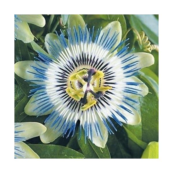 ●商品情報：別名パッションフラワー。   ●分類：多年草   ●花期：6〜9月   ●草丈：つる性   ●備考・ご注意：※種子の粒数はおおよその目安を記載しております。実際の粒数とは多少差異がありますのでご了承下さい。また、粒の形状・大きさ...