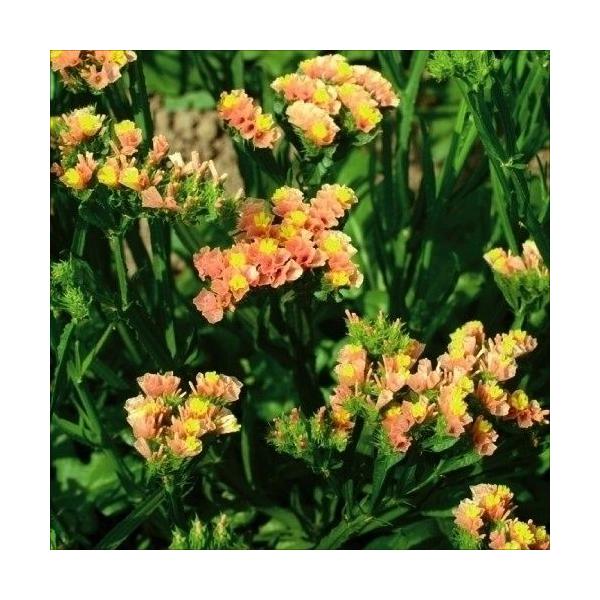 ●商品情報：優しい花色   ●花期：7〜9月   ●分類：1年草   ●草丈：80cm   ●備考・ご注意：※種子の粒数はおおよその目安を記載しております。実際の粒数とは多少差異がありますのでご了承下さい。また、粒の形状・大きさは、採種地の...