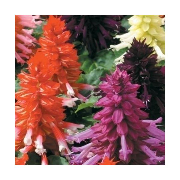 ●商品情報：鮮やかなミックス   ●分類：1年草   ●花期：6〜9月   ●草丈：25cm   ●備考・ご注意：※種子の粒数はおおよその目安を記載しております。実際の粒数とは多少差異がありますのでご了承下さい。また、粒の形状・大きさは、採...