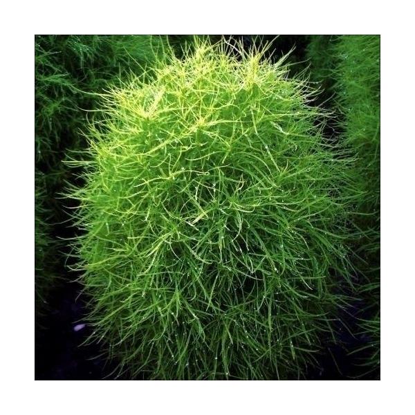 ●商品情報：別名ホウキグサ   ●分類：１年草   ●花期：7〜10月   ●草丈：70cm   ●備考・ご注意：※種子の粒数はおおよその目安を記載しております。実際の粒数とは多少差異がありますのでご了承下さい。また、粒の形状・大きさは、採...