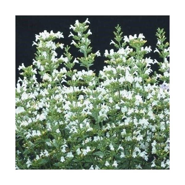 ●商品情報：柔らかい茎に小さな花がたくさんつく、可愛い多年草です。ミントの香りを漂わせ、葉はハーブティーとしても利用されています。耐暑性、耐寒性があり丈夫。植えた年はこんもり盛り上がります。   ●分類：多年草   ●発芽温度：20度   ...