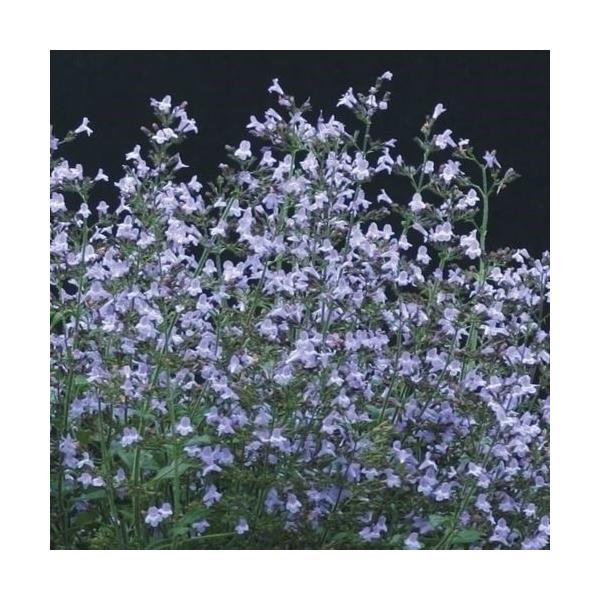 ●商品情報：柔らかい茎に小さな花がたくさんつく、可愛い多年草です。ミントの香りを漂わせ、葉はハーブティーとしても利用されています。耐暑性、耐寒性があり丈夫。植えた年はこんもり盛り上がります。   ●分類：多年草   ●発芽温度：20度   ...