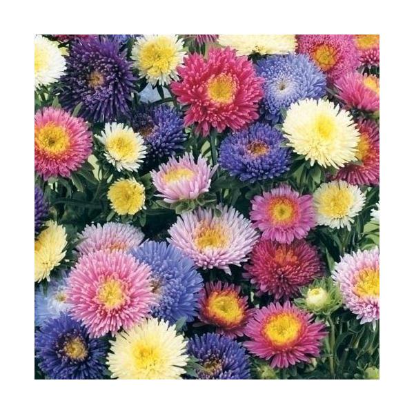 ●商品情報：花付きが良く、1株に20輪も花をつける超多花性のアスター。花径は5〜6cmと扱いやすいサイズなので、アレンジに重宝されています。   ●分類：1年草   ●発芽温度：15〜25度   ●花期：7〜8月   ●栽培適地：庭・鉢・切...