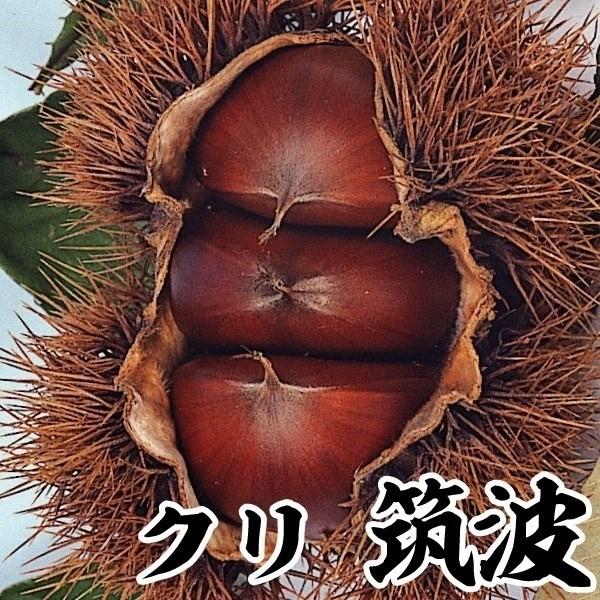 ●商品情報：粒揃いが良く、甘くてホクホクのクリ。果重20〜25ｇ。長期保存ができます。●お届け状態：接木1年生根巻苗●種別：落葉樹●収穫期：9月下旬〜●日照条件：日なた●耐寒性：強●栽培適地：庭・鉢●栽培のポイント：1本では実らないので2品...