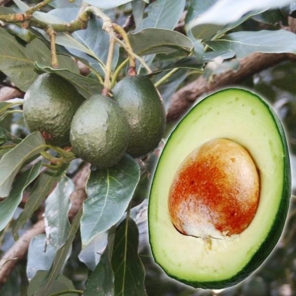 商品情報：国産アボカドの代表品種!! 繊維は少なく滑らかな果肉は甘味もあり、あの「ハス」より旨い!! 果皮は濃緑色で、果重約300ｇ。中生。耐寒性-4℃（成木）。Bタイプ【アボカド】クスノキ科。南米原産の常緑樹ですが、温州みかんの露地植えが...