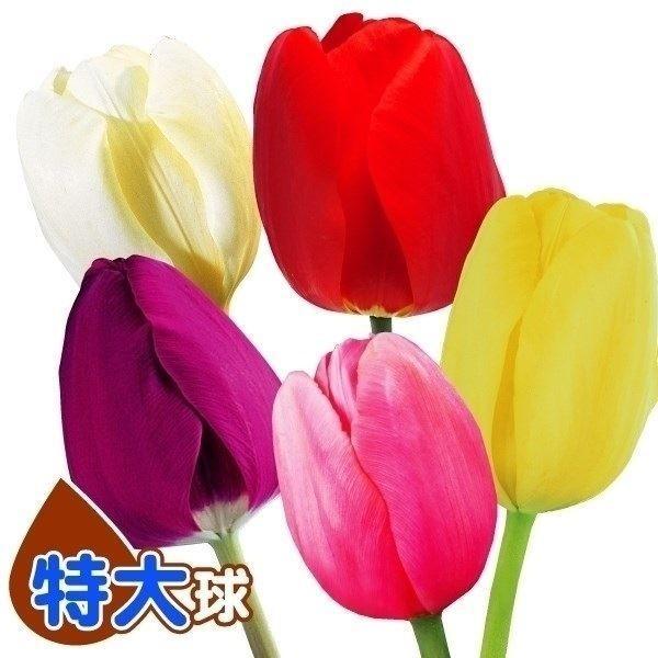 ●学名・英名：Tulipa●商品情報：世界一のチューリップの球根生産国オランダから大量＆直輸入だから安い! より育てやすいビッグサイズの特大球球根でのお届けです! 定番の5色を集めたお得なセットです。ユリ科。●お届け状態：球根 (球周: 約...