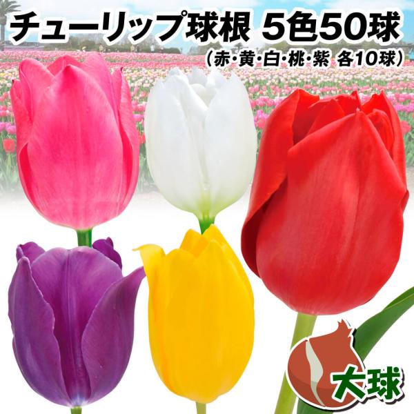 ●学名・英名：Tulipa●商品情報：世界一のチューリップの球根生産国オランダから大量＆直輸入だから安い! より育てやすいビッグサイズの特大球球根でのお届けです! 定番の5色を集めたお得なセットです。ユリ科。●お届け状態：球根 (球周: 約...