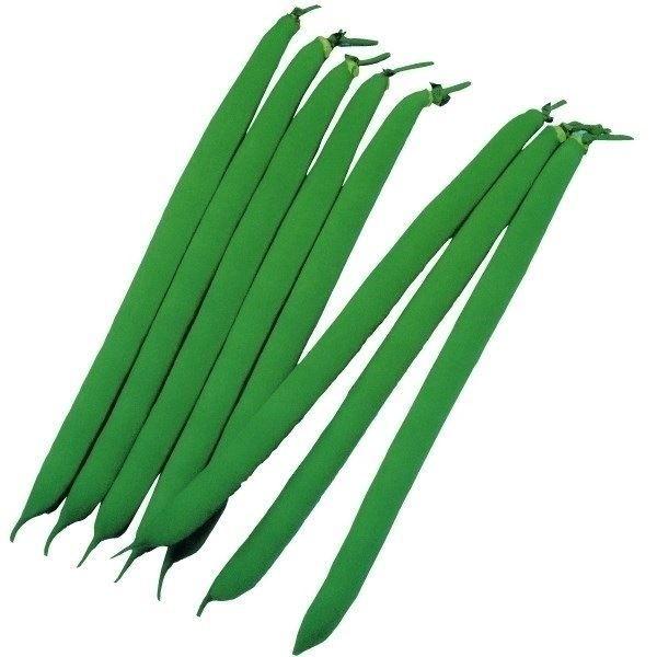 ●商品情報：莢は鮮緑色で柔らかい、豊産性品種。●莢長（約）：15cm●早晩性：早生●つるの有無：つるなし●お届け状態：種子●入り数の目安：30mlあたり約75〜110粒入り※品種により差があります。●発芽適温：23〜25℃※発芽させるには播...