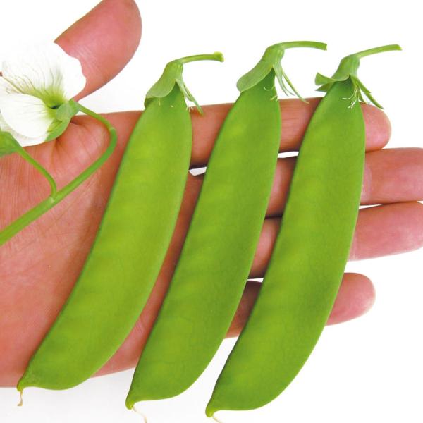 ●商品情報：超極早生キヌサヤ！しかも莢長約11cm・幅2.4cm・莢重5〜6gの見事な巨大莢に！！ 鮮緑色で「そり」や「曲がり」が少ないため、秀品率も高い！●莢長（約）：11cm●早晩性：超極早生●つるの有無：つるあり●お届け状態：種子●入...
