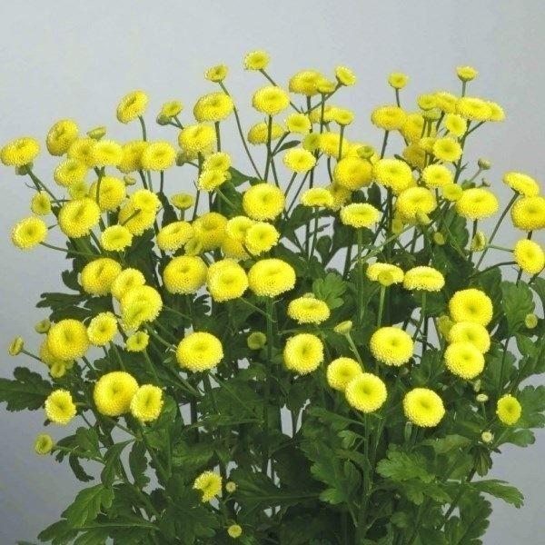 ●商品情報初夏に可愛らしい小菊ににた小輪の花をたくさん咲かせます●お届け状態種子●分類多年草●発芽適温15〜20℃●花期4〜7月●成長後の草丈50〜70cm●栽培適地庭・鉢・切花