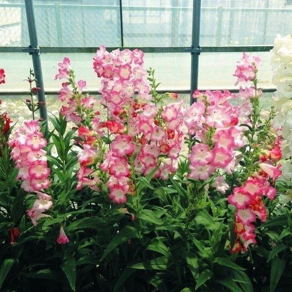 ●商品情報大輪で一見するとジギタリスのような雰囲気です。四季咲き性で、夏の高温期は休みますが、秋に再び咲き始めます。通常は1年草扱いが多いですが、この「アラベスクシリーズ」は比較的蒸れに強いので毎年咲かせやすい！●お届け状態種子●分類多年草...