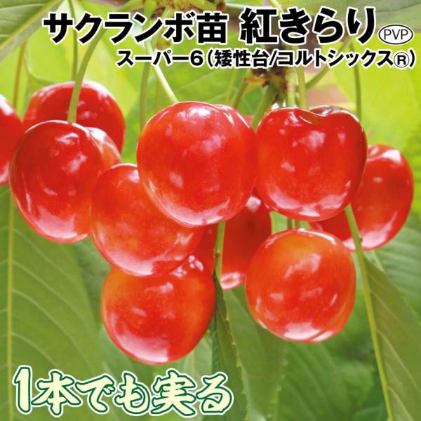 ●商品情報：アメリカンチェリーの代表品種「レーニア」と「コンパクトステラ」の交配により誕生したサクランボ!  糖度18〜19度と高く、酸味少なくすっきりとした味わいでとっても美味しいサクランボの木です。果重8〜9gで、中には10g以上にもな...