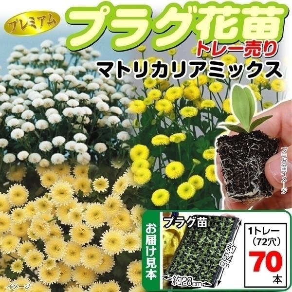 ●お届け状態：1トレー（72穴）70本入り   ●開花期：7〜8月   ●日照：日なた・半日陰   ●分類：多年草   ●草丈：50〜70cm   ●栽培適地：庭・鉢・切花●プラグ花苗について：　プラグ花苗とは小さなポットをいくつもつなげた...