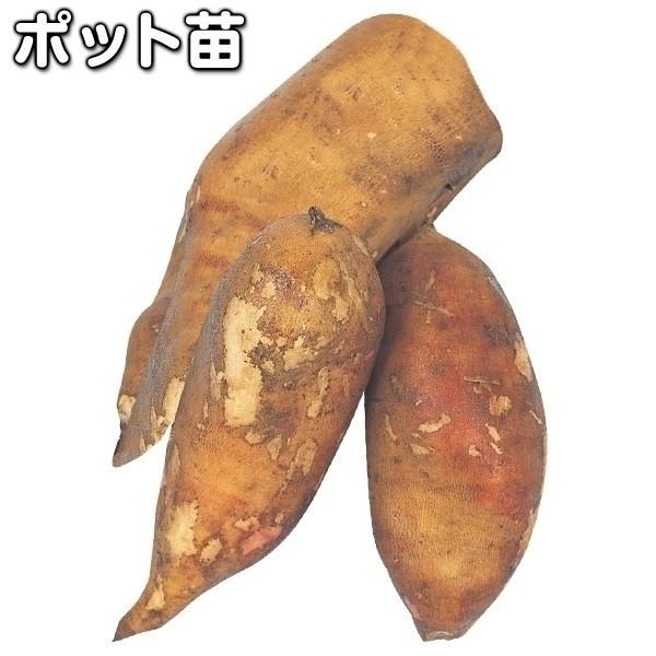 ●商品情報：品名通りの純白な肉色のヤーコンで、サラダにしても綺麗。多収で貯蔵性に優れ、ひび割れしにくく、作りやすい品種です。●お届け状態 ：ポット苗●生長後の樹高・草丈：1.5ｍ●日照：日なた●収穫期：11〜12月●栽培適地：畑※「海外持出...