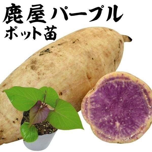 ●商品情報：甘味が強く、粘質で美味なさつまいも。アントシアニン、ビタミンＣ・Ｅ等豊富。●お届け状態 ：親株用ポット苗●備考：※親株ポット苗でお届け。ポット苗1株からイモヅルおよそ10〜20本が採れます。「メリクロン苗」とは生長点を無菌培養し...