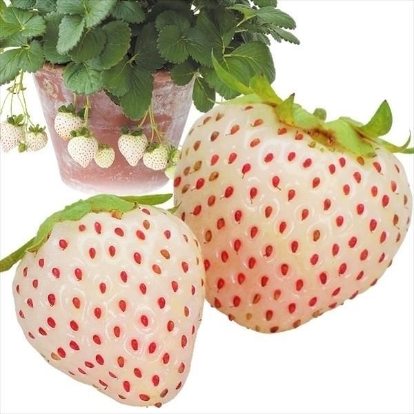 ●商品情報：ほんのりピンク色を帯びる白イチゴ。プランター栽培可能でうどんこ病等にもかかりにくく、初心者の方でも育てやすい!ほんのりピンク色になり甘い香りがしてきたら食べごろです。(登録名：ももいろほっぺ8号)●お届け状態 ：ポット苗●分類：...