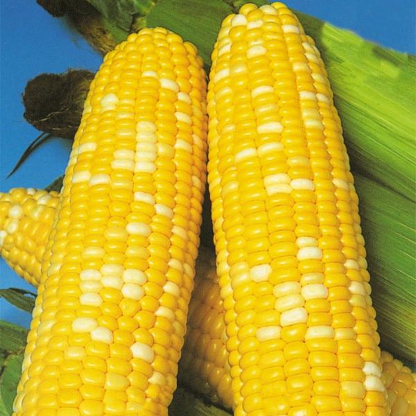 ●商品情報：穂先まで美しく着粒する、食味極上のスイートコーン!　播種後約82日で収穫可能。●早晩生：早生●播種から収穫までの日数：82日●お届け状態：種子●入り数の目安：30mlあたり約90〜100粒※品種により差があります。●発芽適温：2...