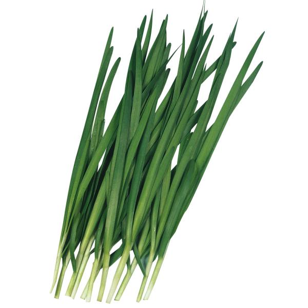 ●商品情報：超多収性で育成速度が早く収穫しやすい草型。●お届け状態：種子●備考：播種や植え付け後の栽培条件、天候等によりその結果が異なることがありますが、弊社の責と考えられる結果不良の責めはお買い上げ代金の範囲内とさせていただきます。また、...