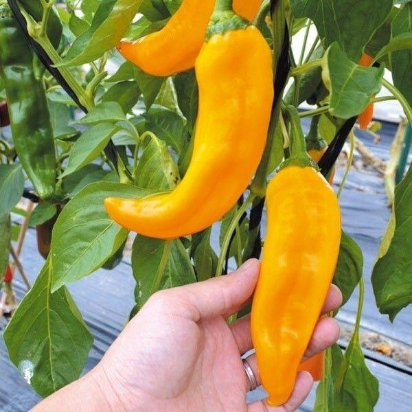 ●商品情報：イタリアンスイートタイプの鮮やかなイエローピーマン。発色良く美しい黄色は食欲をそそり食味良く甘味があって、お子さまも喜んで食べてくれます。完熟果は糖度8度前後になり生食でもおいしいパーフェクトなスイートピーマンです!●果重（約）...