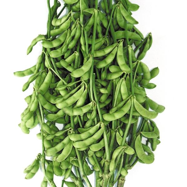 ●商品情報：播種後約77日で収穫できる、極早生の美味茶豆！ 早まき栽培でも比較的収量が多く、7〜8月の暑い季節に、美味しい枝豆が堪能できます。おつまみに！●早晩生：極早生●播種から収穫までの日数（約）：77日●お届け状態：種子●入り数の目安...