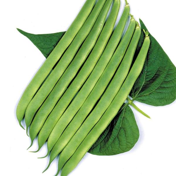 ●商品情報：つるなしすじなし中早生平莢の極旨インゲン！ 莢長20cm前後・幅1.2cmで、鮮緑色が美しくとっても柔らか〜い♪ 曲がりもほとんどなくよく揃います。草勢が強く、栽培ラクラク！●つるの有無：つるなし●お届け状態：種子●入り数の目安...