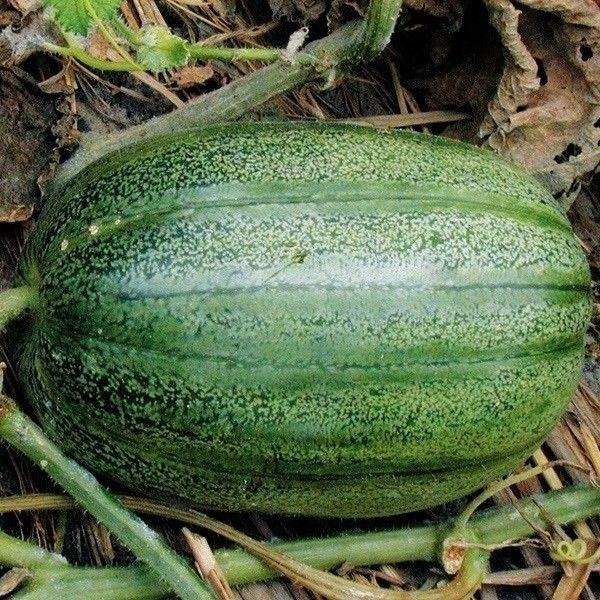 ●商品情報：愛知の伝統野菜。甘味が強くマクワウリの中で最高の食味と大評判！ 草勢強く作りやすい早生品種。ツルから果実がポロッと落ちたら完熟です。若どりして漬物にもオススメ！●果重（約）：1kg前後●開花から収穫までの日数（約）：40〜45日...