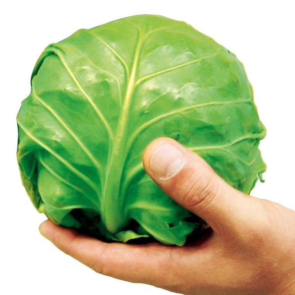 ●商品情報：定植後40〜45日で収穫できる超極早生ミニキャベツ。ソフトボールサイズで締まり良い球は旨味・甘味に富み、葉質柔らかくめちゃくちゃ旨い！ 株間20〜25cmで密植栽培できます。高温に強いので3季まきも可能!●球重（約）：500〜8...