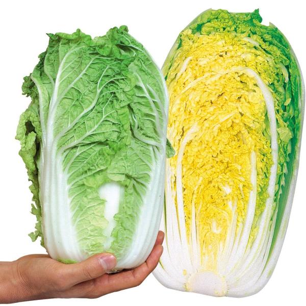 ●商品情報：少人数の家庭でも食べ切れるミニサイズ！ 甘味に富み、極早生系の中でもずば抜けた食味を誇る逸品です。●球重（約）：1.5kg●芯色：黄色芯●早晩性：極早生●お届け状態：種子●入り数の目安：5mlあたり約750〜1000粒入り※品種...