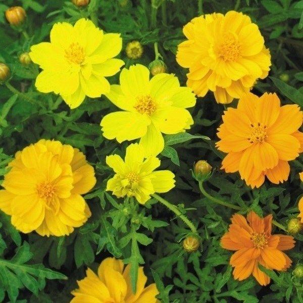 ●商品情報：日当たりと水はけが良ければ、やせ地でも生育するほど強健。群植させると見ごたえ抜群の秋の風物詩●開花時期 ：6〜11月●草丈：30cm●分類：1年草●備考：※種子の粒数はおおよその目安を記載しております。実際の粒数とは多少差異があ...