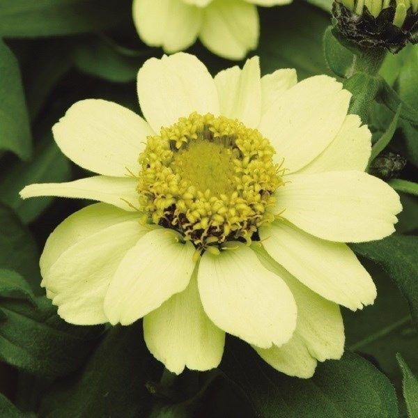 ●商品情報：性質強健で育てやすい百日草「ザハラシリーズ」。暑さ・乾燥に強く、花径4〜5cmの大きな花が、夏中ずーっと咲き続けます。草丈は低く、こんもり育ち、花壇の縁取りや鉢植えにお勧め。●お届け状態：種●分類：1年草●花期(約)：5〜11月...