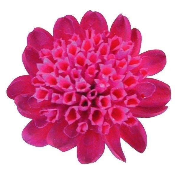 ●商品情報：花径2〜3.5cmの小輪で、かわいいフリル咲きのアスター。花もちが良いので長い間楽しむことができます。●分類：1年草●発芽適温：15〜25℃●花期(約)：7〜8月●草丈(約)：60〜100cm●用途：庭植え・鉢植え・切花 ●備考...