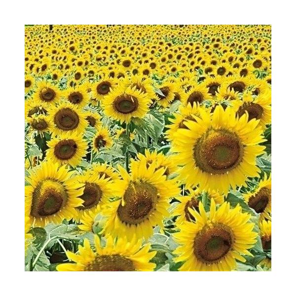 ●商品情報：これぞ夏の風物詩!後作のリン酸吸収を促進し(アブラナ科などを除く)、景観形成にも良いとされるひまわり。畝立て筋播きで１００ｇ/７０m2が目安。●発芽適温 ：20〜25℃●開花時期 ：7〜10月●草丈：160cm●分類：1年草●用...