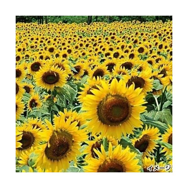 ●商品情報：これぞ夏の風物詩!後作のリン酸吸収を促進し(アブラナ科等を除く)、景観形成にも良いとされるひまわり。畝立て筋播きで100g/70平方メートルが目安。●お届け状態：種●分類：1年草●花期(約)：7〜10月●草丈(約)：60cm●発...
