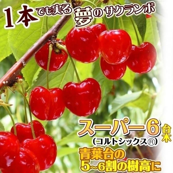 ●商品情報：アメリカンチェリーの代表品種「レーニア」と「コンパクトステラ」の交配により誕生したサクランボ! 糖度は18〜19度と高く、酸味少なくすっきりとした味わいでとっても美味!! 果重8〜9gで中には10g以上になることもある大玉。タネ...