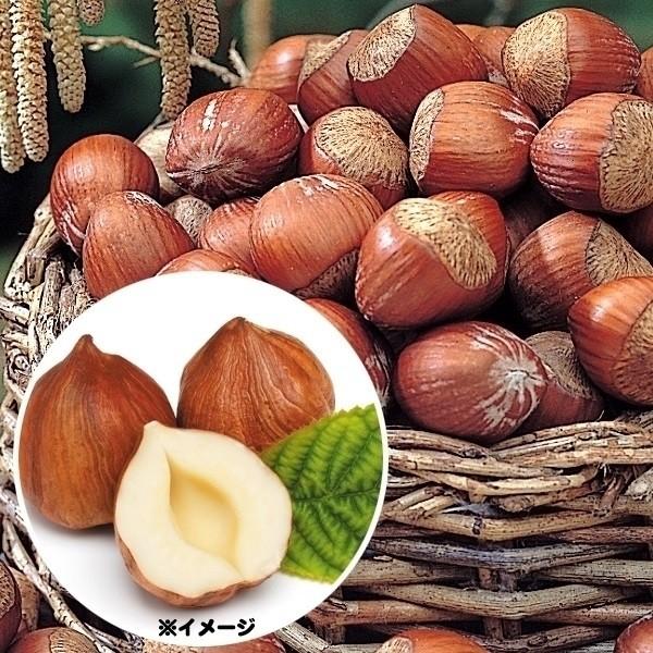 ●商品情報：香り高く風味豊かで、お菓子に使うことが多いヘーゼルナッツ。アーモンドよりオレイン酸の含有量が多く、またビタミンEも多く含まれています。だ円形の大実で美味しいヘーゼルナッツ。矮性種。カバノキ科。●お届け状態 ：挿木1年生ポット苗●...