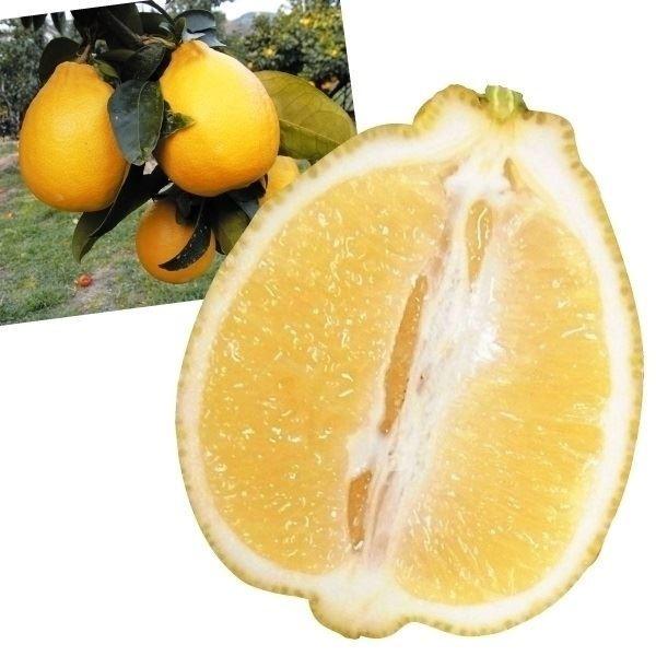 ●商品情報：レモンの大病「かいよう病」に強い!! 酸味は他品種より少なく、まろやかな味わいで加工に便利! 果皮も薄く手でもむくことができ、タネも少なめです。果重は約200gで、なかには250g以上になることもある大玉!　枝のトゲも少なく超豊...