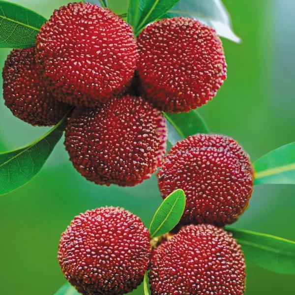 ●商品情報東魁（メス木）果径約3.6cm、果重22〜25gと普通種の2〜3倍もの大きさになる超大粒ヤマモモ!! しかも糖度約12度と甘く、果肉厚くジューシーで美味しい! 晩生種。オス木とのセット。●お届け状態   接木1年生ポット苗●分類常...