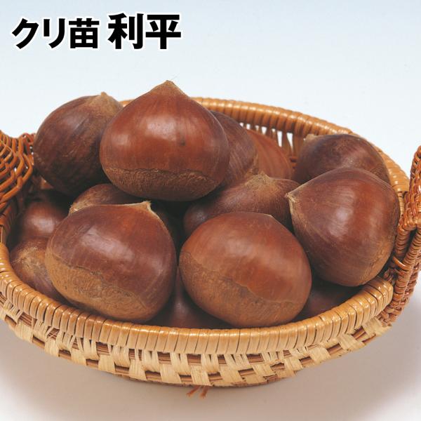 ●商品情報：約25gの大粒栗がたっぷりとれる豊産性! 色・形が美しく、焼き栗にすると美味! ●お届け状態：接木1年生根巻苗●分類：落葉樹●生長後の樹高(約)：3〜4m●収穫期(約)：9月下旬●日照条件：日なた●耐寒性：強●栽培適地：庭・鉢●...