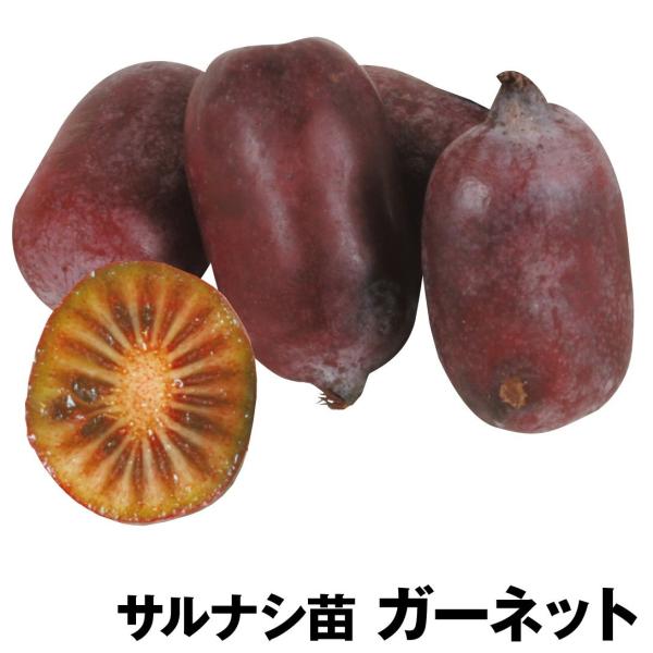 ●商品情報：果皮・果肉が赤紫色に色づく珍しいサルナシ。酸味が少ないキウイのような味わいで、皮ごとパクパクと食べられます。樹勢が強く、生育旺盛なので育てやすい魅力的なおすすめサルナシです。最高糖度21度、果重約30g。●お届け状態：接木1年生...