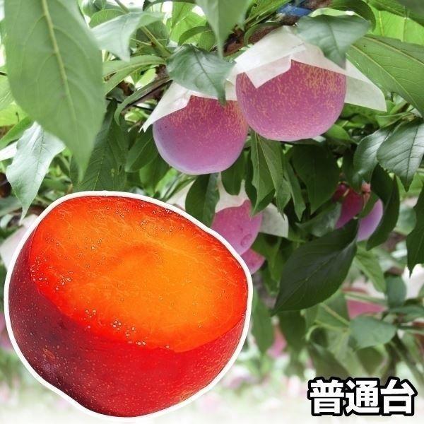 ●商品情報：「これがスモモ! ?」と目を疑うほどの巨大果で、なんと最大400gを記録(平均200〜300g)。南国フルーツの様なトロトロ果肉は最高糖度20度にもなり、甘味強くとっても美味。●お届け状態：接木1年生根巻苗●分類：落葉樹●生長後...