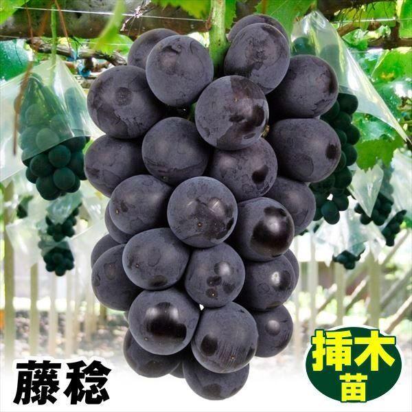 ●商品情報：市場で一番人気の黒ブドウ!  最大26.5g(平均20〜25g)に達したこともある、重量感溢れる超大粒果。ジューシーで甘く、とっても美味しい。裂果や花振るいが少なく、育てやすい。●お届け状態：挿木1年生根巻苗●分類：つる性落葉樹...