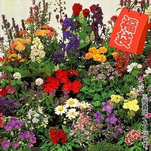 お買得な福袋商品情報毎年楽しめる人気の多年草のお買得な福袋。丈夫で育てやすい多年草苗を是非。※お届けの内容により株数は異なります。また、掲載の品種が入るとは限りません。性質多年草※株分け苗は袋に詰めてお届けする場合と、ポットに仮植えしてお届...