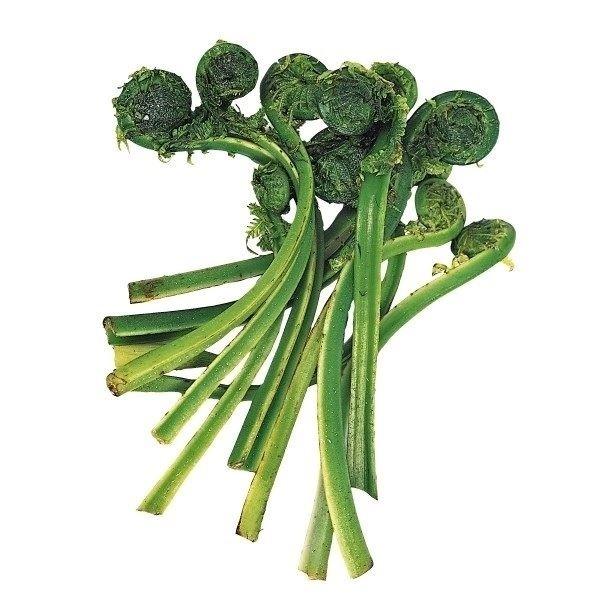 ●商品情報別名クサソテツ。アクやクセが少なく、どんな料理法でもおいしく食べられます。こごみの苗。●お届け状態：素掘苗●種類：シダ類●耐寒性：強/寒冷地でも地植えOK。●日照：日なた(夏:半日蔭)●収穫期：4〜5月