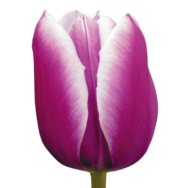 ●学名・英名：Tulipa●商品情報：世界一のチューリップの球根生産国オランダから大量＆直輸入だから安い! ユリ科。●お届け状態：球根 (開花見込みサイズ) ※花色によってサイズが若干異なる場合があります。●開花期(約)：3-5月※関東以南...