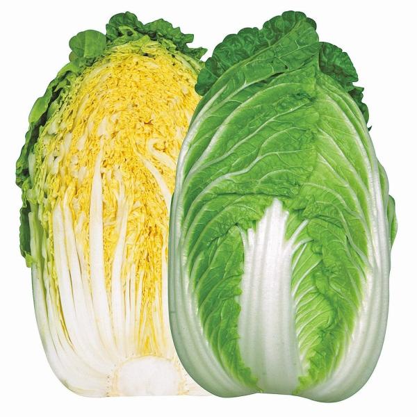 ●商品情報：外葉は濃緑で芯は濃黄。耐病性あり。播種後約60日で収穫。●球重（約）：2〜2.5kg●早晩性：早生●播種から収穫までの日数（約）：60日●お届け状態：種子●入り数の目安：5mlあたり約750〜1000粒※品種により差があります。...