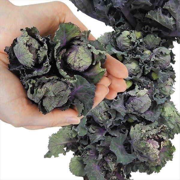 ●商品情報：「芽キャベツ」と「ケール」のイイ所取りの、新しい芽キャベツ！ 紫の筋が入ったフリル葉がふわっと巻く芽キャベツです。炒めもの、サラダなど幅広く活躍し、綺麗な赤紫色なので食卓を華やかに彩ります。生育も比較的ゆっくりで長く楽しめる!●...