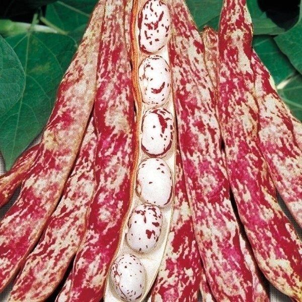 ●商品情報：莢にもマメにも濃いピンク色のまだら模様が入るユニークなつるありのインゲンマメ！ なり始めは緑色の莢色が、だんだんピンク地に赤の模様に変わっていきます。曲り少ない幅広の莢には6〜8粒のマメが入ります。●莢長（約）：17cm●早晩性...
